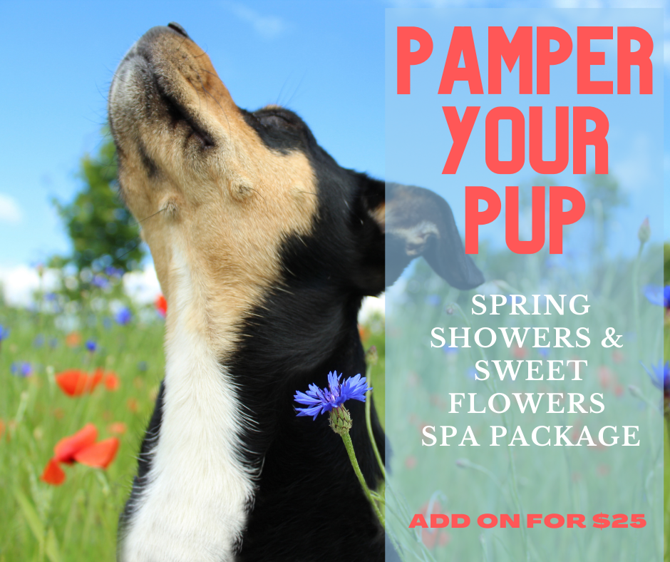 Dog Grooming, Bathing | West Ashley, Charleston, Seabrook Island SC